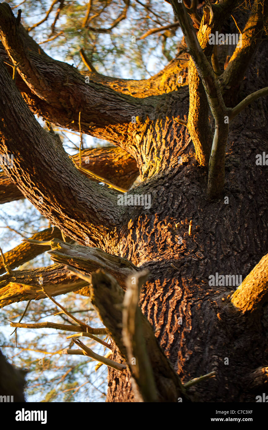 Evening light glowing on the bark of an oak tree Stock Photo - Alamy