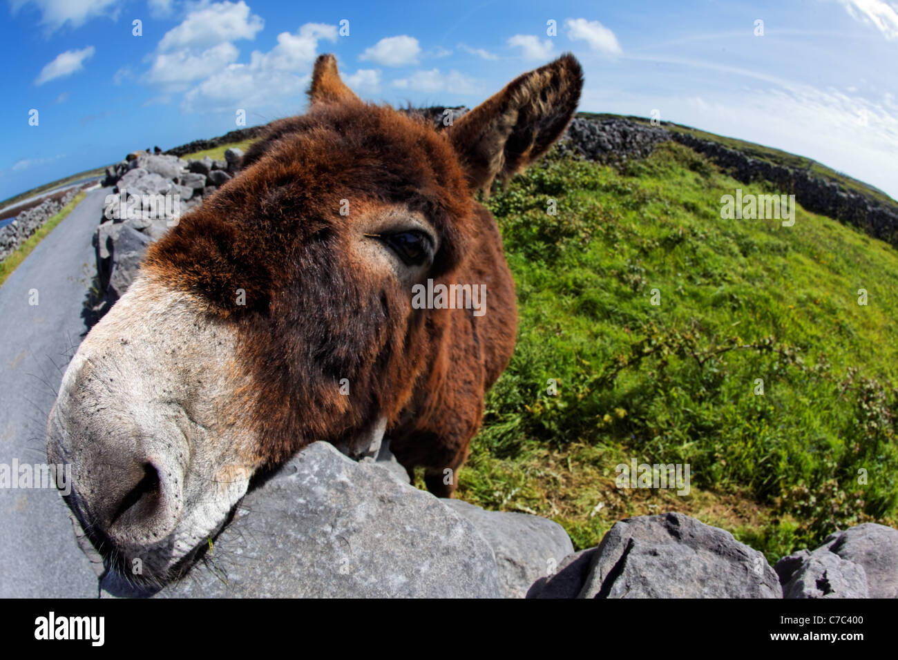 Donkey in pasture resting chin on rock wall, Inishmore, Aran Islands ...