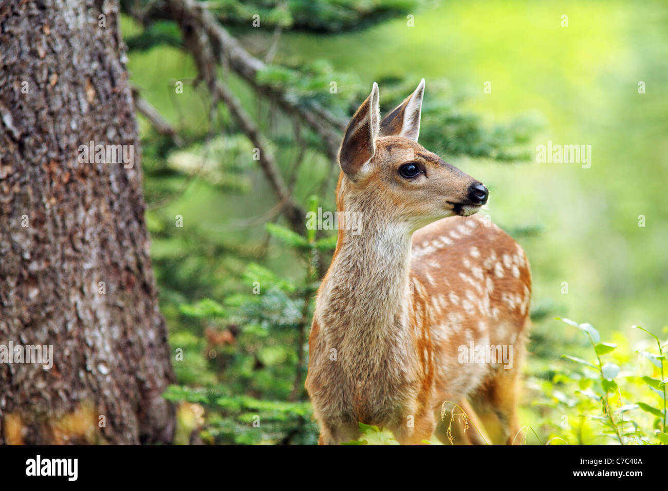Blacktail deer fawn, Paradise, Mount Rainier National Park, Washington ...