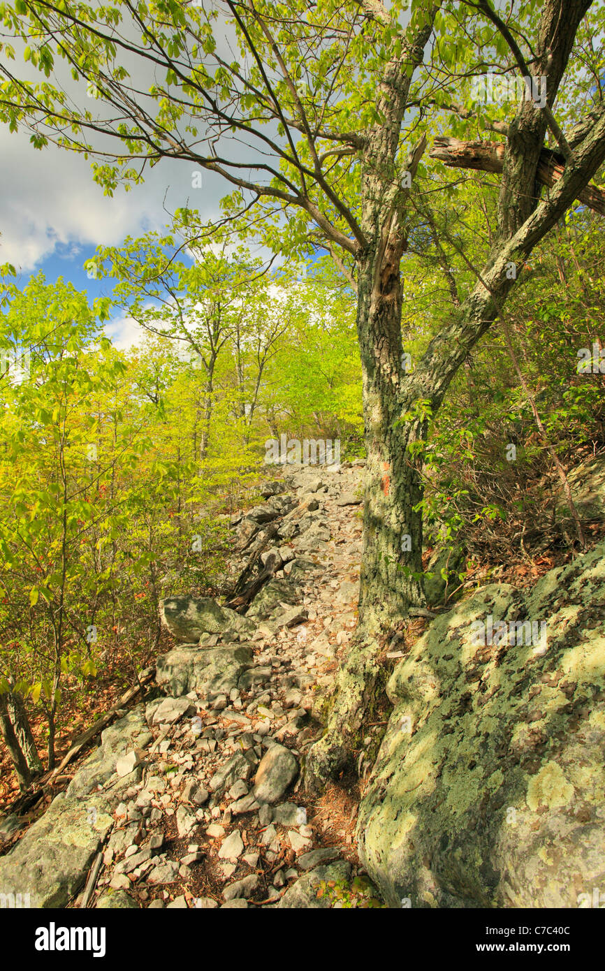 Signal Knob Trail, Massanutten Mountain, Shenandoah Valley, Virginia ...