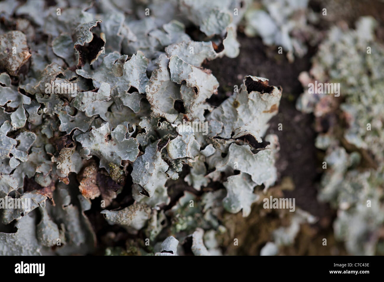 Texture of bark on a tree Stock Photo - Alamy