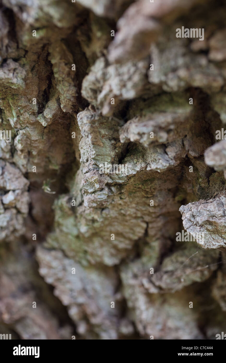 Bumpy bark hi-res stock photography and images - Alamy