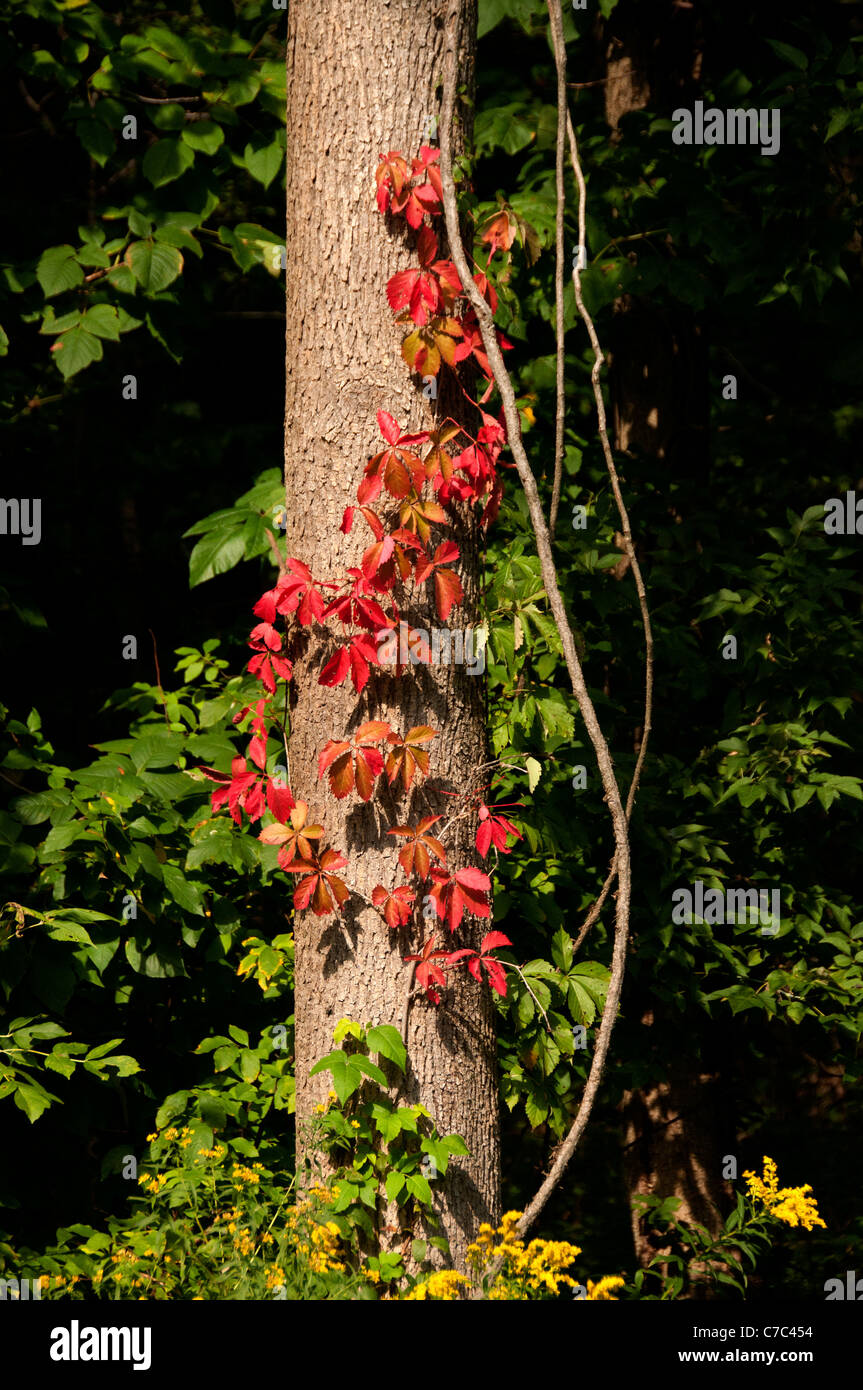 Ivy on trunk hi-res stock photography and images - Alamy
