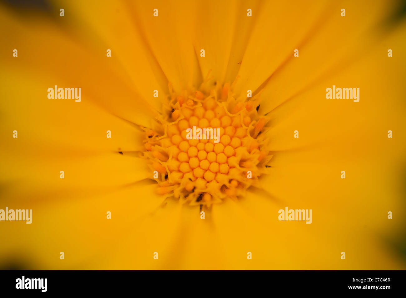 Yellow flower abstract hi-res stock photography and images - Alamy