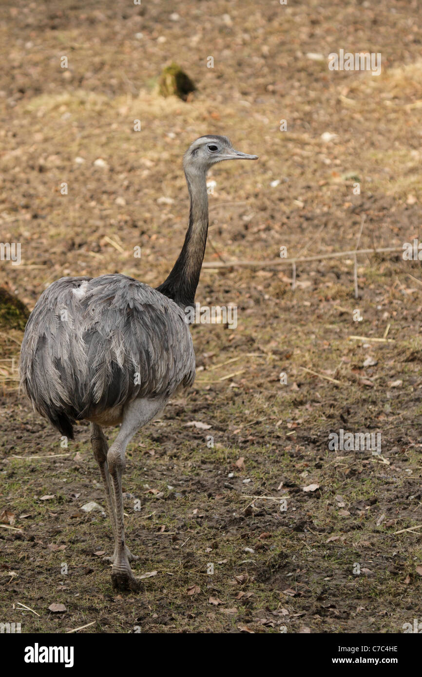 Greater Rhea (Rhea americana), a flightless bird from South America ...