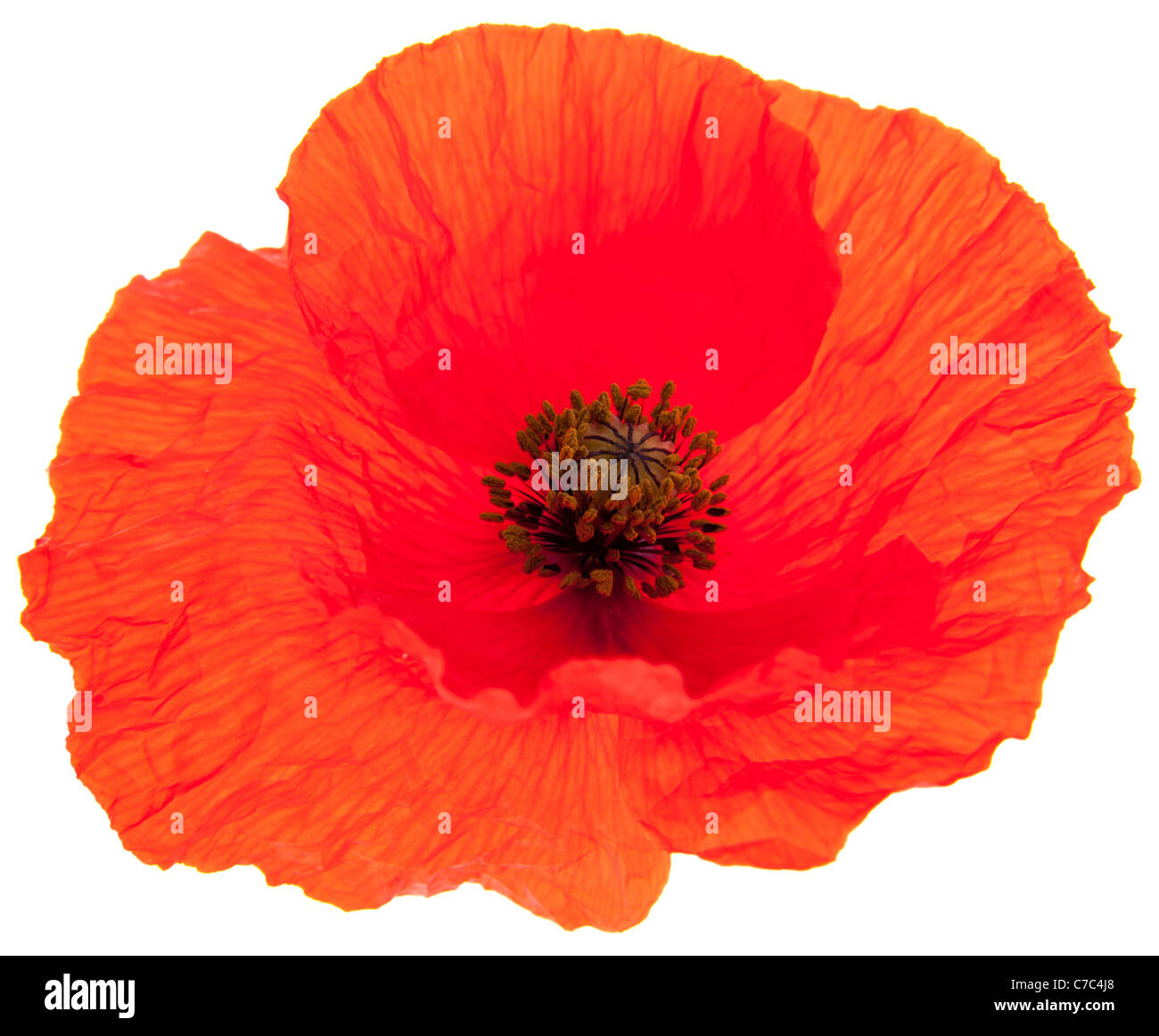 red poppy isolated Stock Photo - Alamy