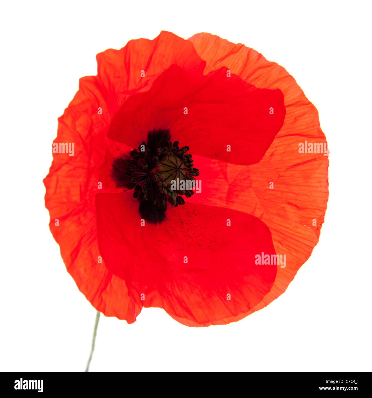 red poppy isolated Stock Photo - Alamy