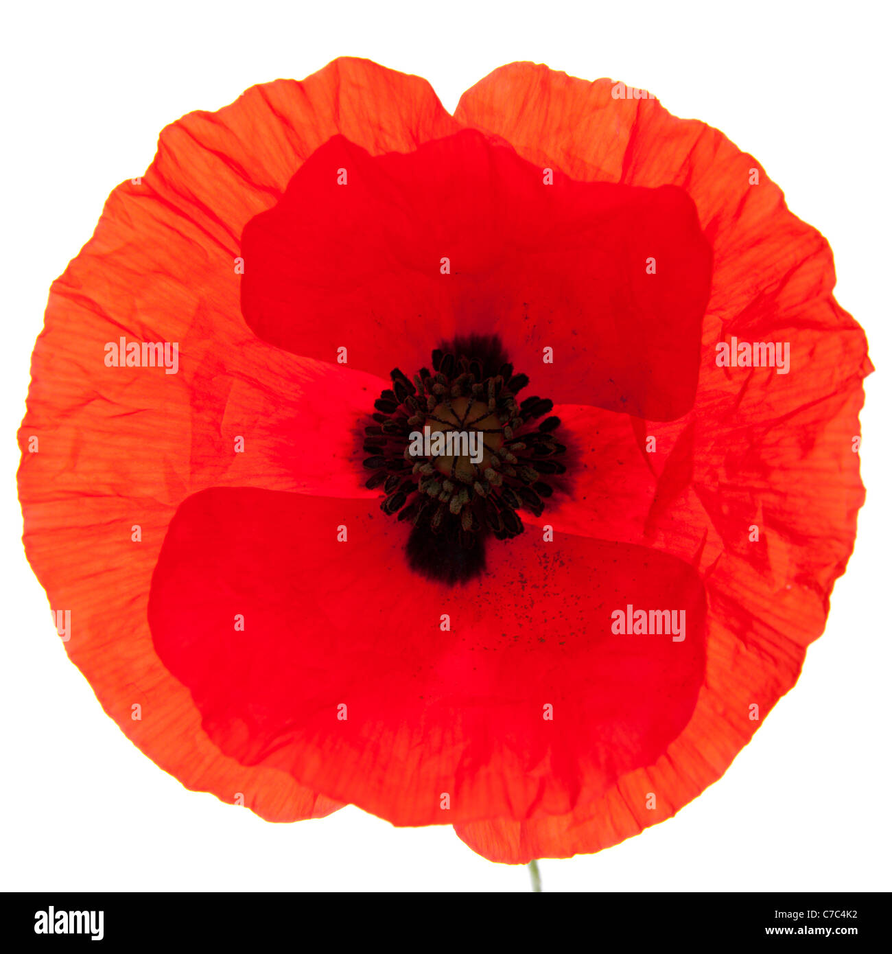 red poppy isolated Stock Photo - Alamy