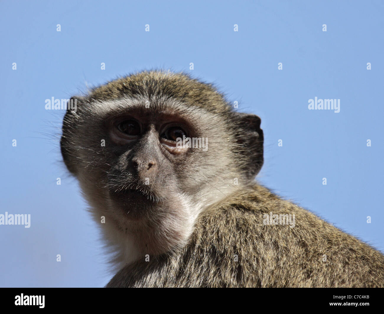 Vervet Monkey (Cercopithecus pygerythrus) in the Okavango Delta in ...