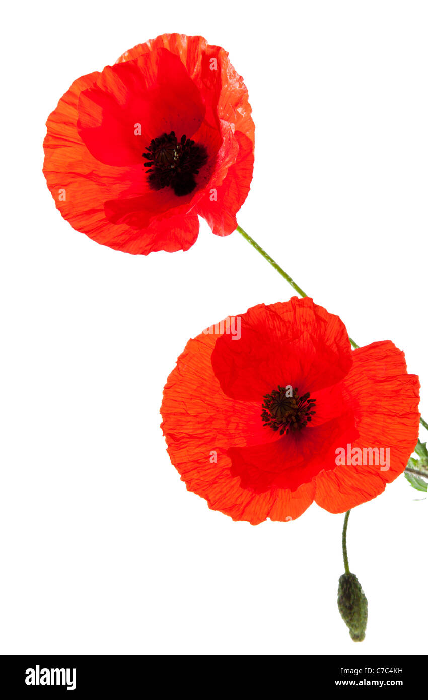 red poppy isolated Stock Photo - Alamy