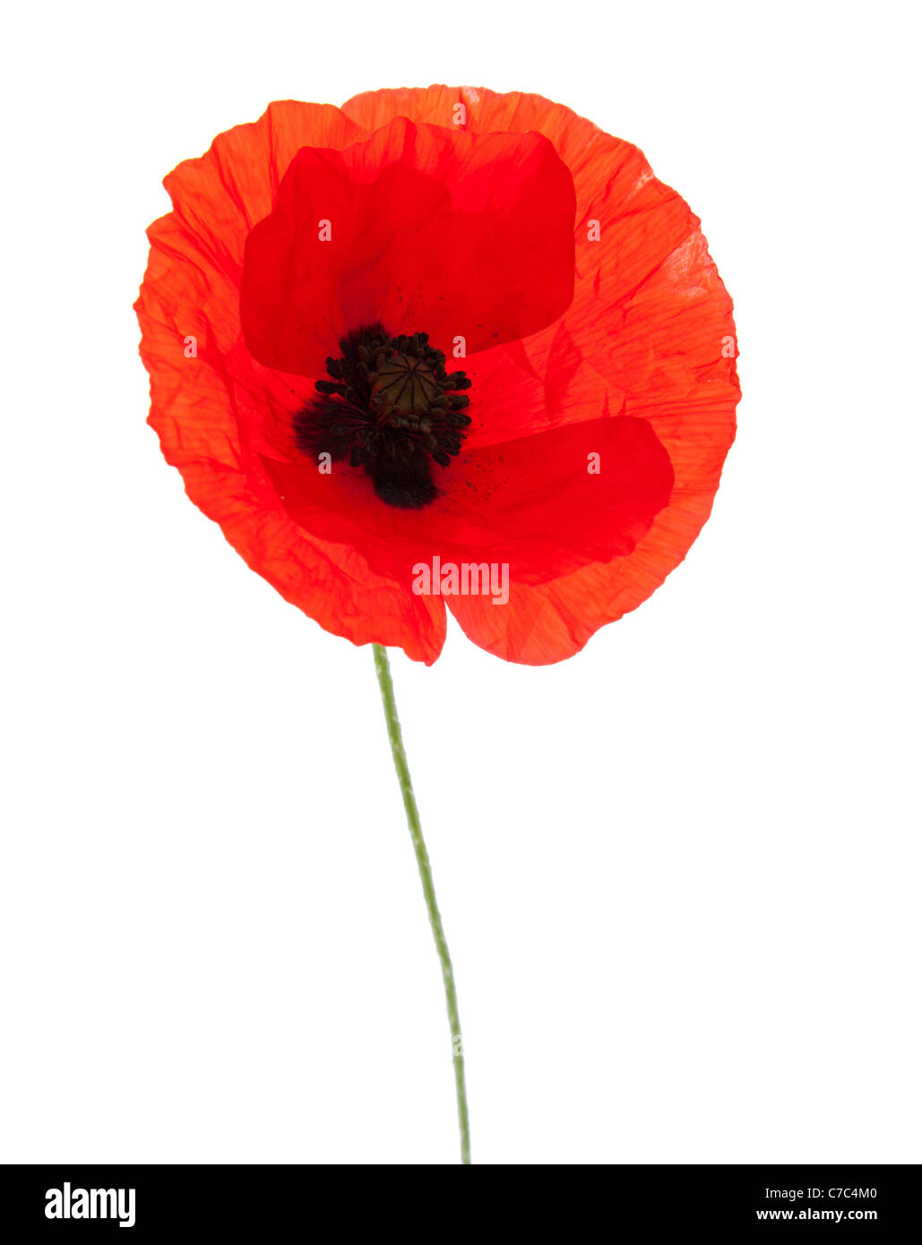red poppy isolated Stock Photo - Alamy