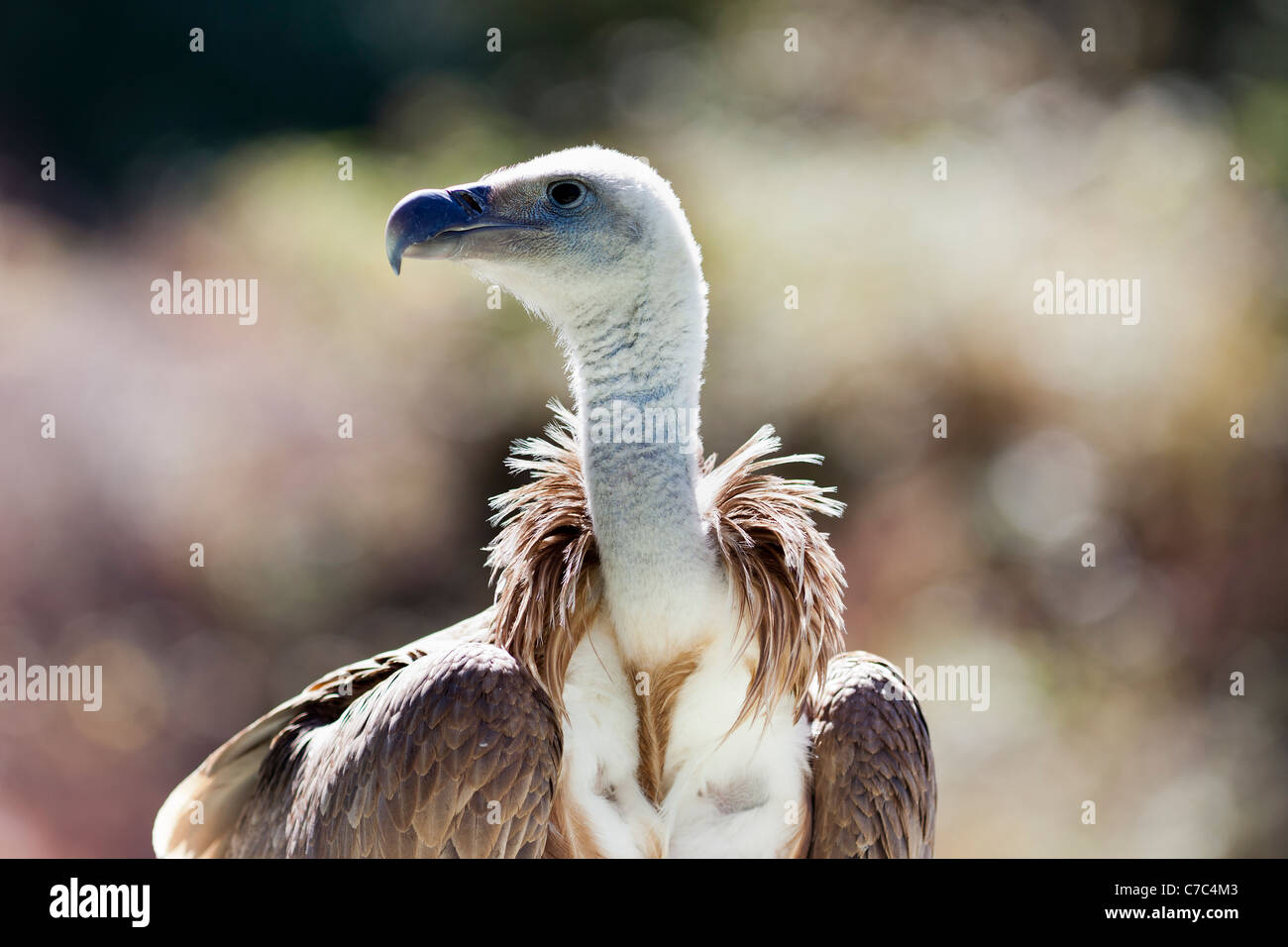 Griffon vulture portrait Stock Photo - Alamy