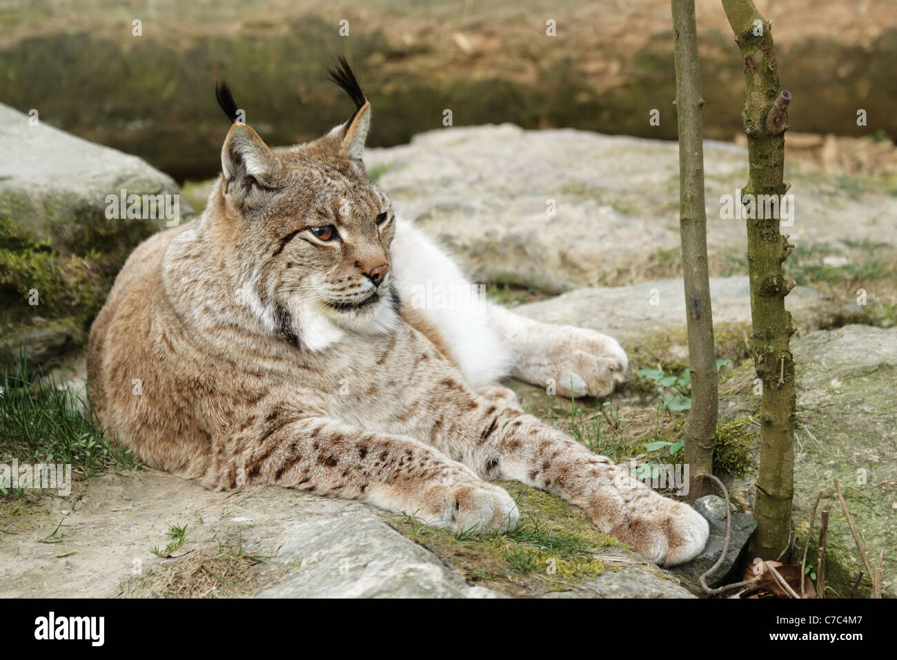 Lynx (Lynx lynx) resting on the floor Stock Photo - Alamy