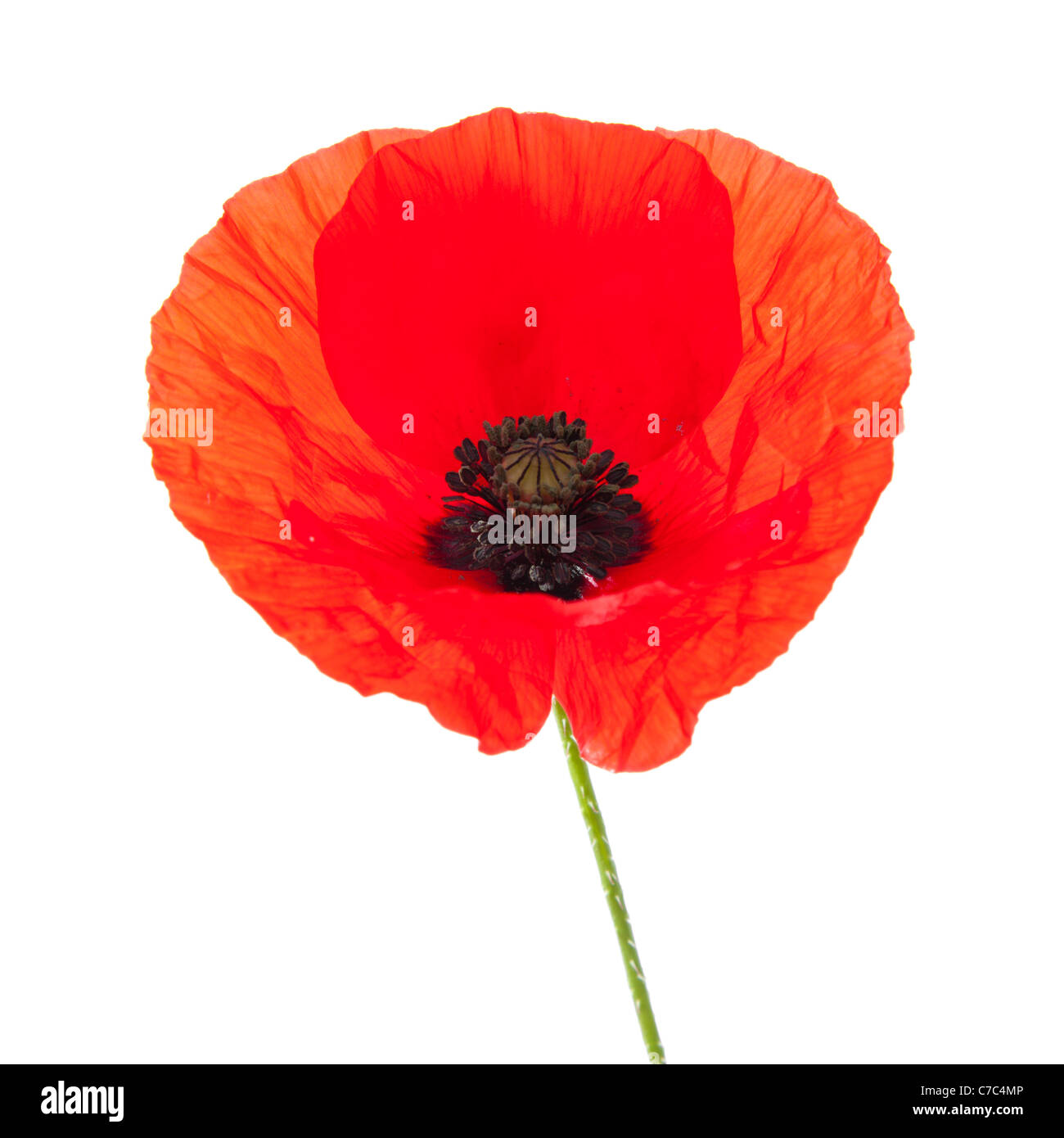 Flanders poppy hi-res stock photography and images - Alamy