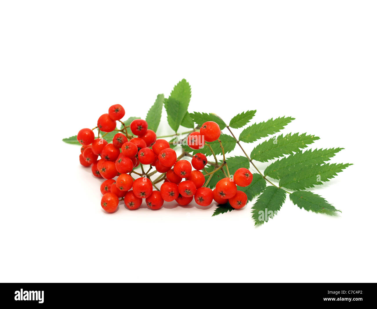Rowanberry tree Cut Out Stock Images & Pictures - Alamy