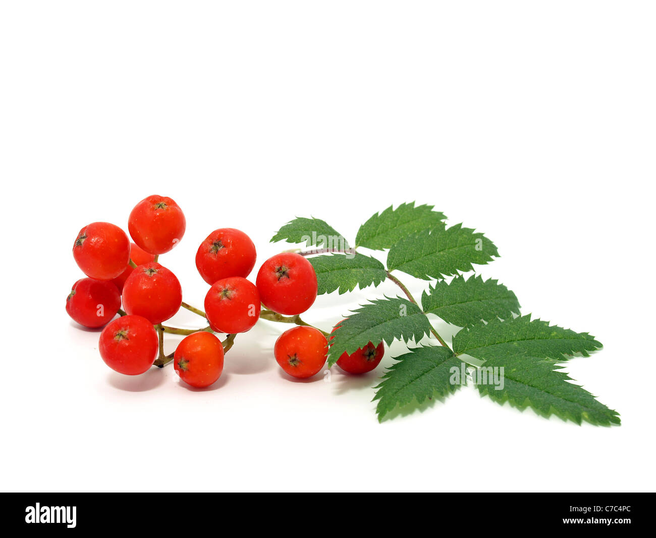 Red Rowan-berry isolated Stock Photo - Alamy