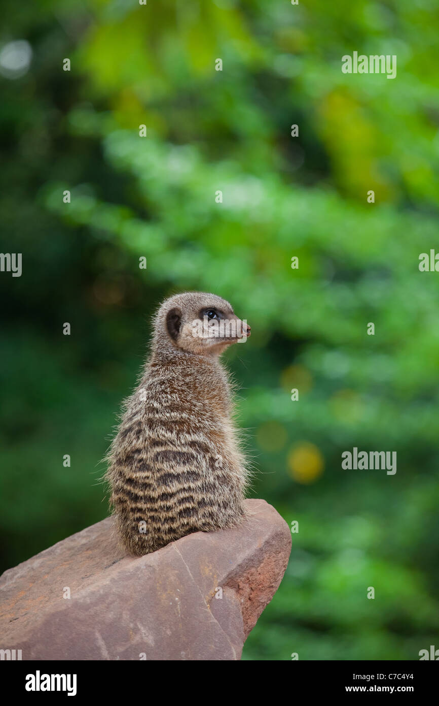meerkat keeping watch on a rock Stock Photo - Alamy