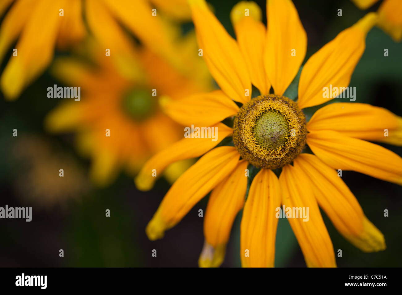 Group of slightly hi-res stock photography and images - Alamy