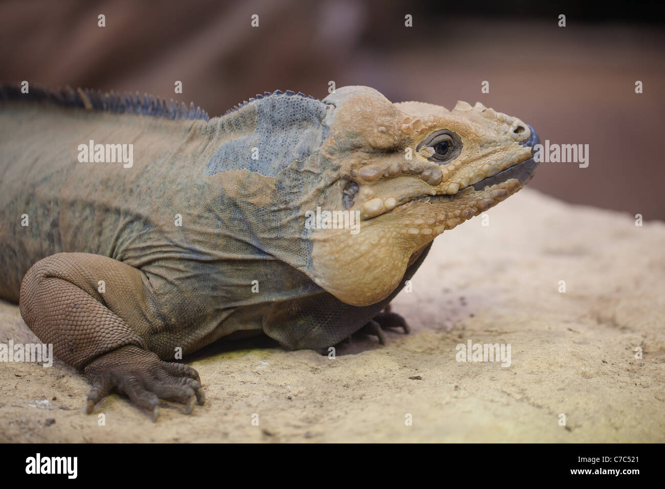 side view of an iguana in captivity Stock Photo - Alamy