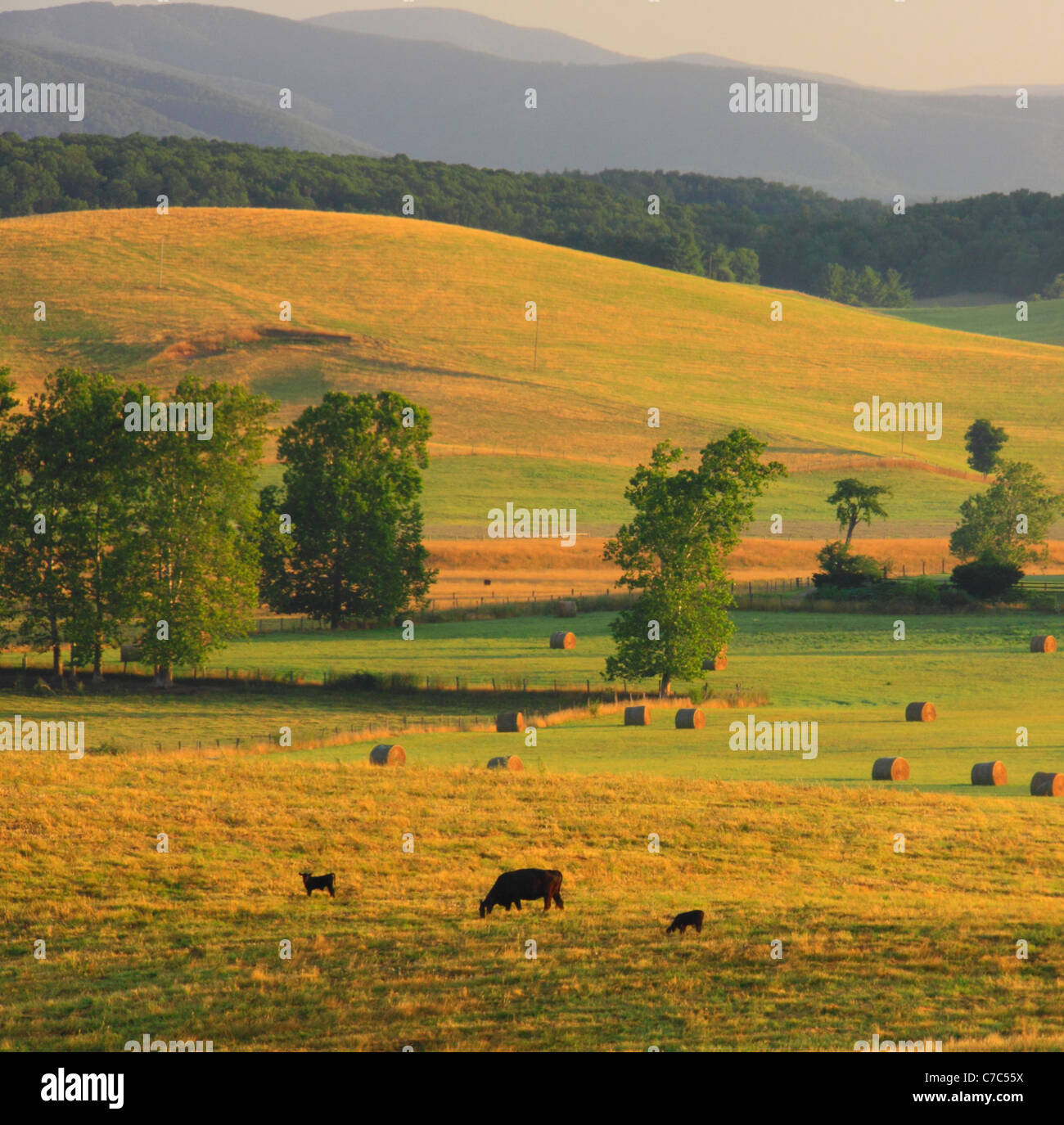 Silo cows hi-res stock photography and images - Alamy