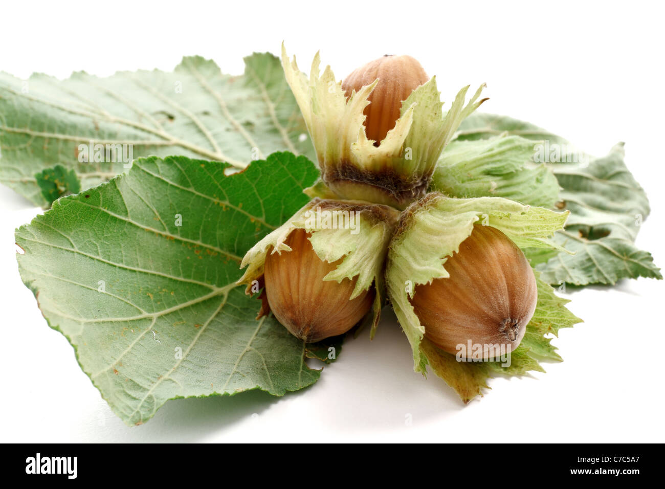 group of filberts with leaves over white background Stock Photo - Alamy