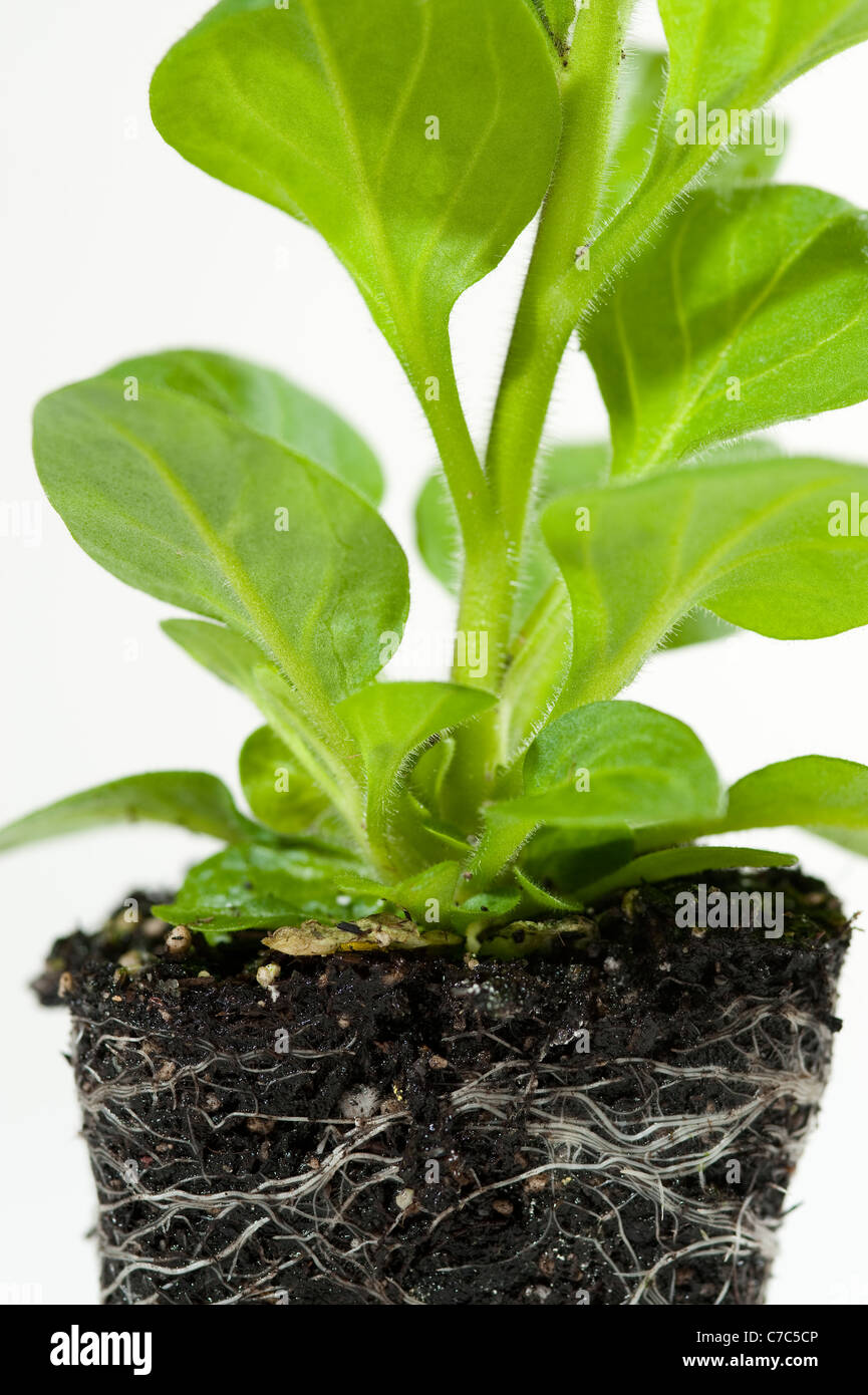 Petunia, Sugar Daddy, Grandflora, in a studio with white background ...