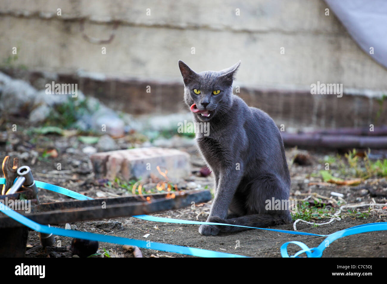 Alert animal cat hi-res stock photography and images - Alamy