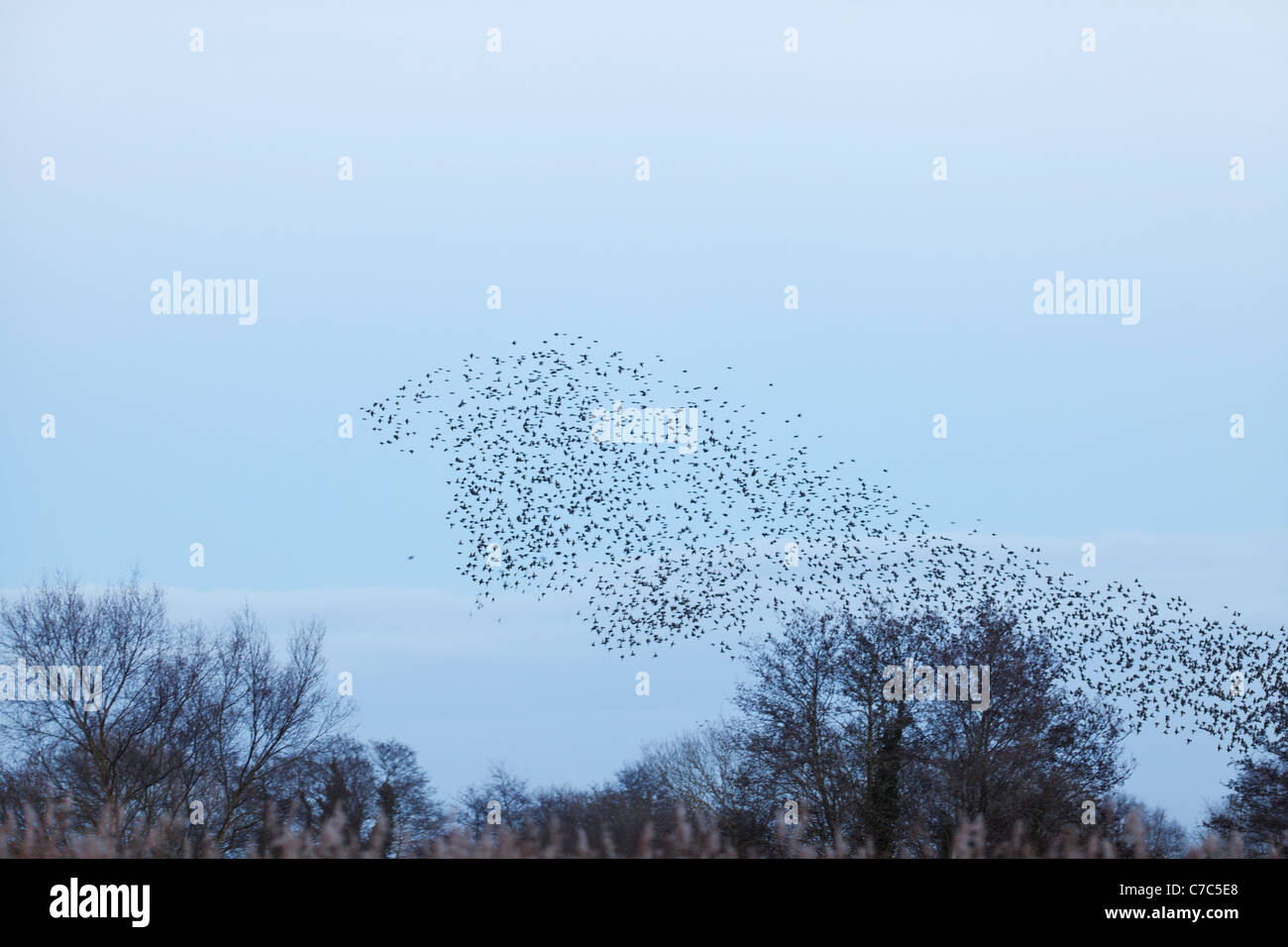 Flock of starlings at Ham Wall RSPB Reserve Stock Photo - Alamy