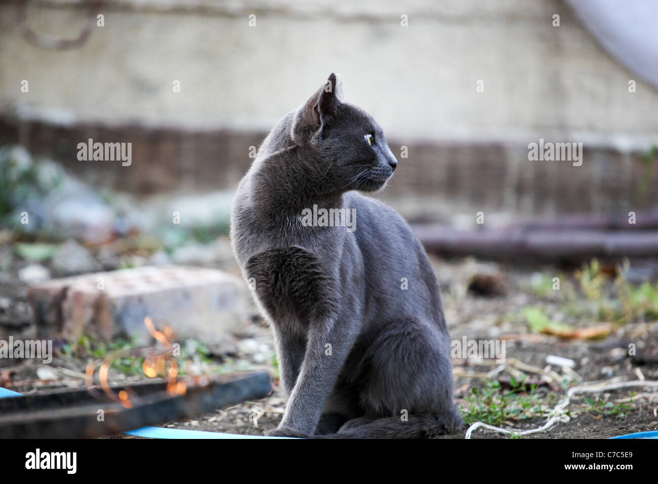 Alert animal cat hi-res stock photography and images - Alamy
