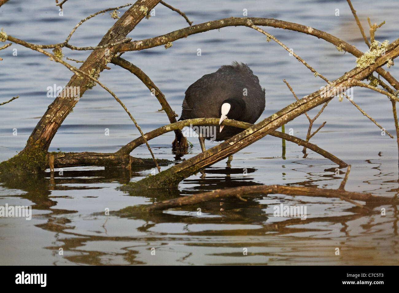Eurasian coot on a dead tree at Shapwick Heath Stock Photo - Alamy