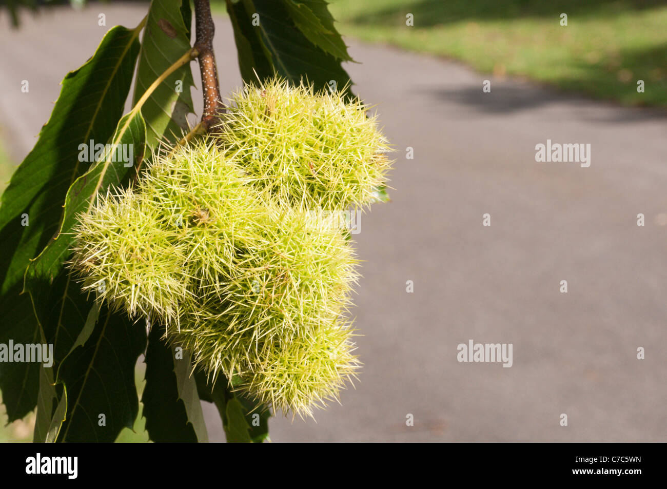Castanea sativa tree hi-res stock photography and images - Alamy