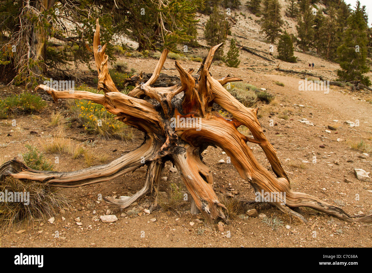 Prometheus Tree Stump