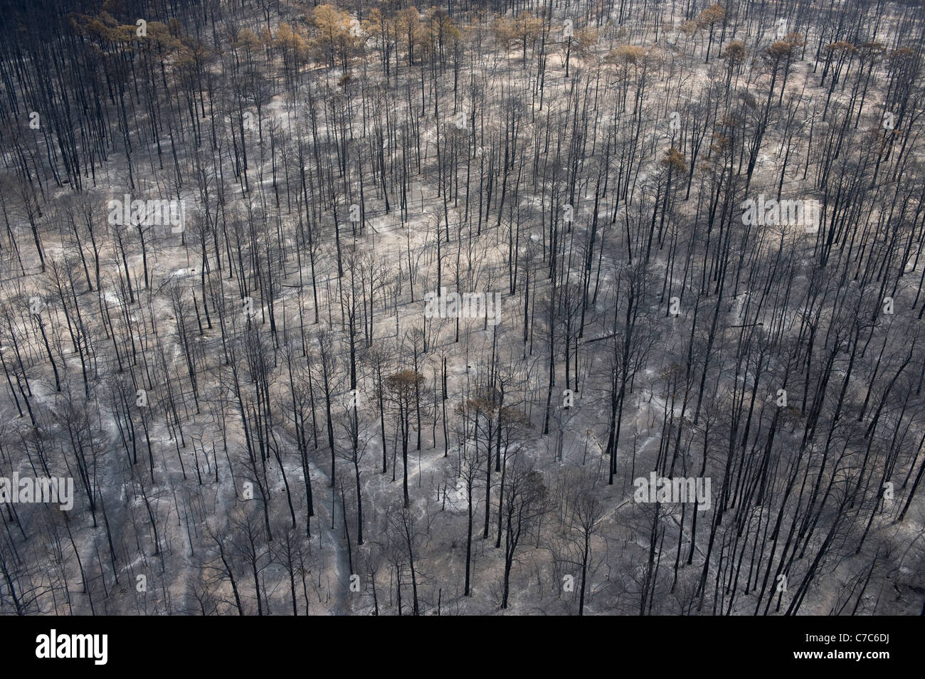 Aerial shows wildfire damage to the forest in and around Bastrop State ...