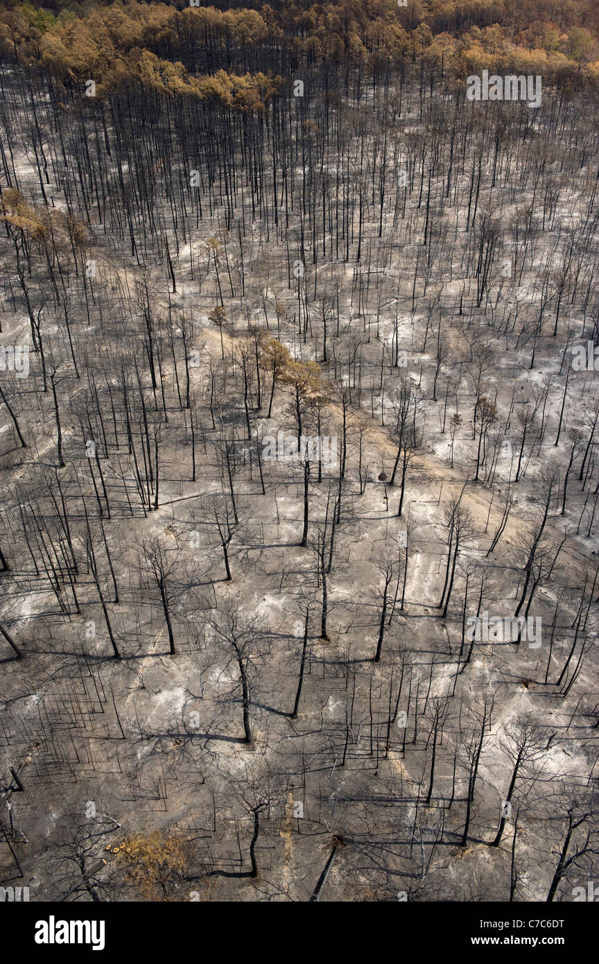 Aerial shows wildfire damage to the forest in and around Bastrop State ...