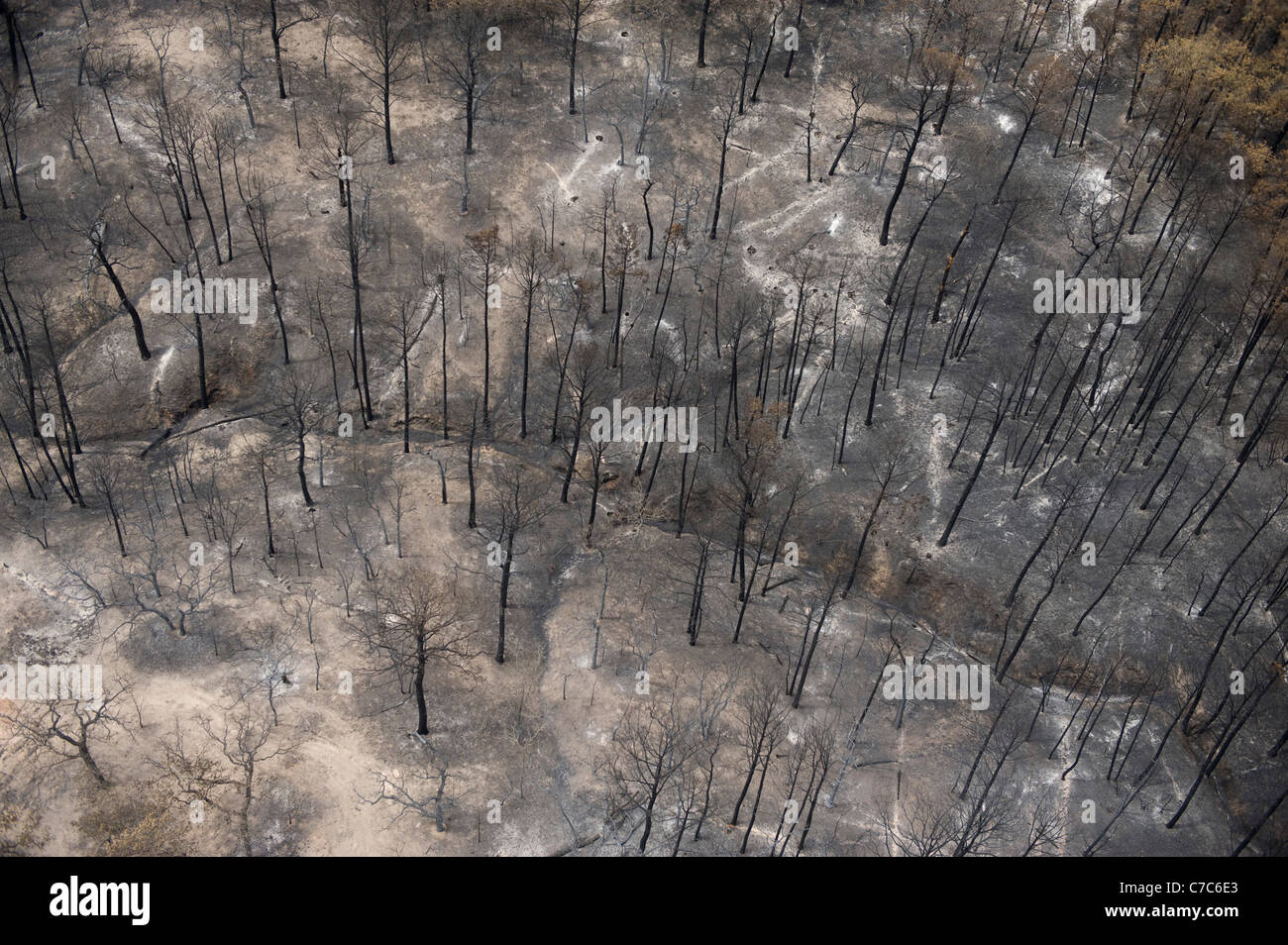 Aerial shows wildfire damage to the forest in and around Bastrop State ...