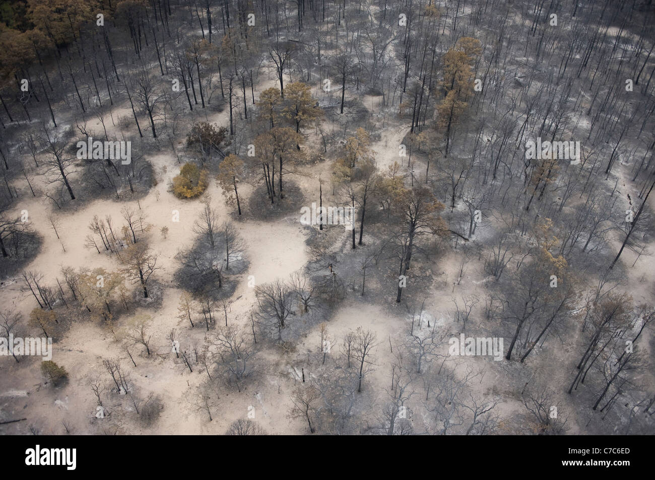 Aerial shows wildfire damage to the forest in and around Bastrop State ...