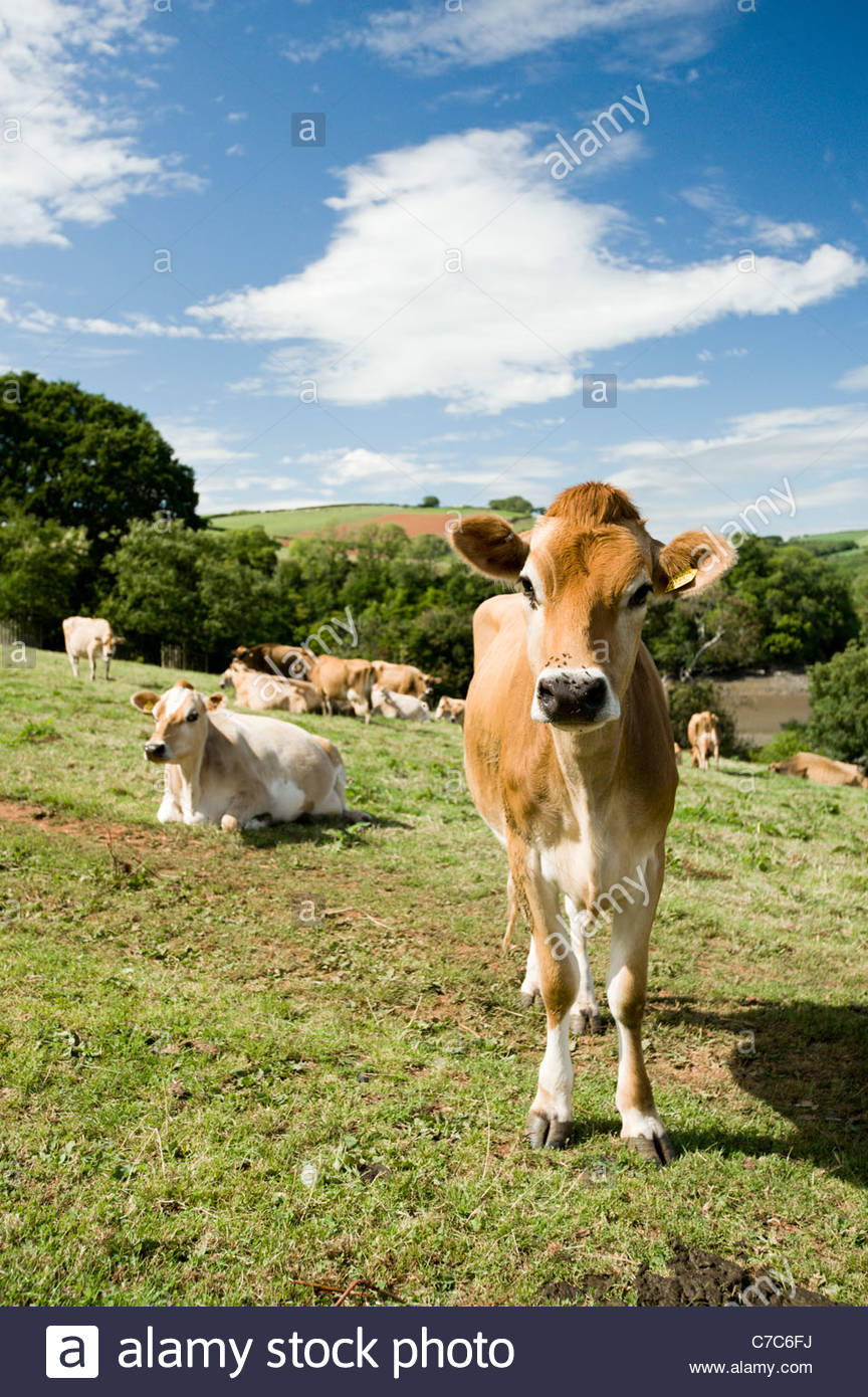 South Devon Cattle High Resolution Stock Photography and Images - Alamy