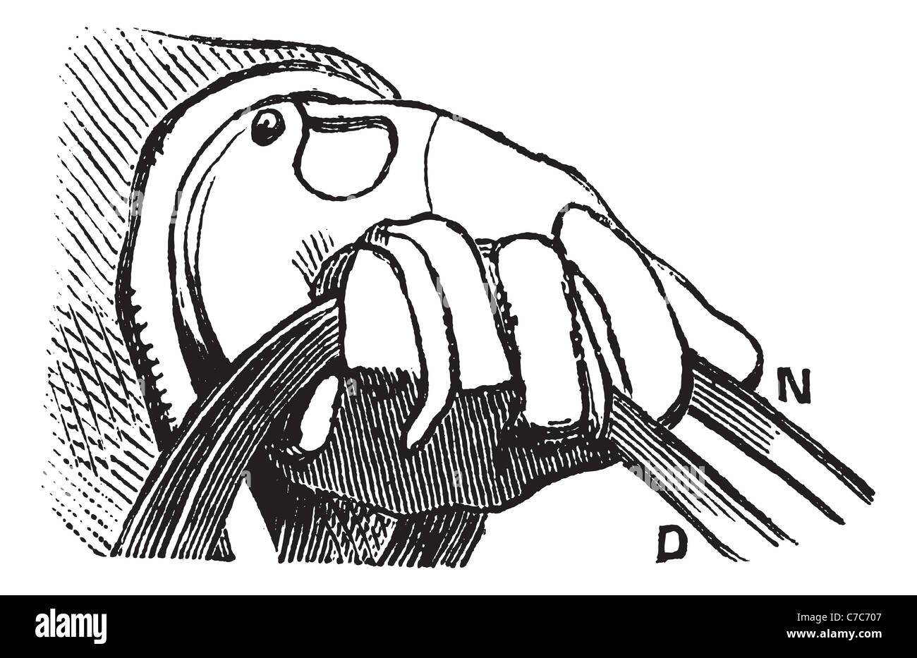 How to hold the reins of horse in simple riding for driving a carriage ...