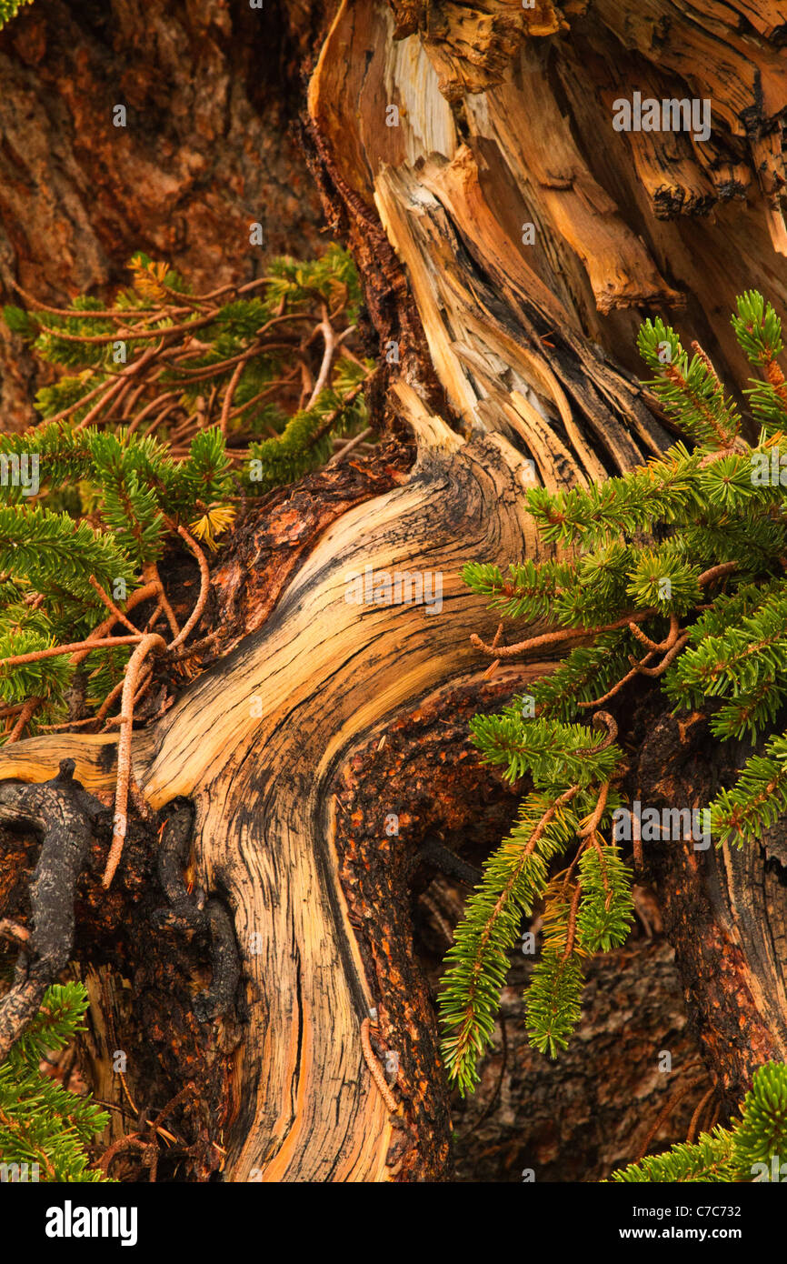 Bristlecone pine trees hi-res stock photography and images - Alamy