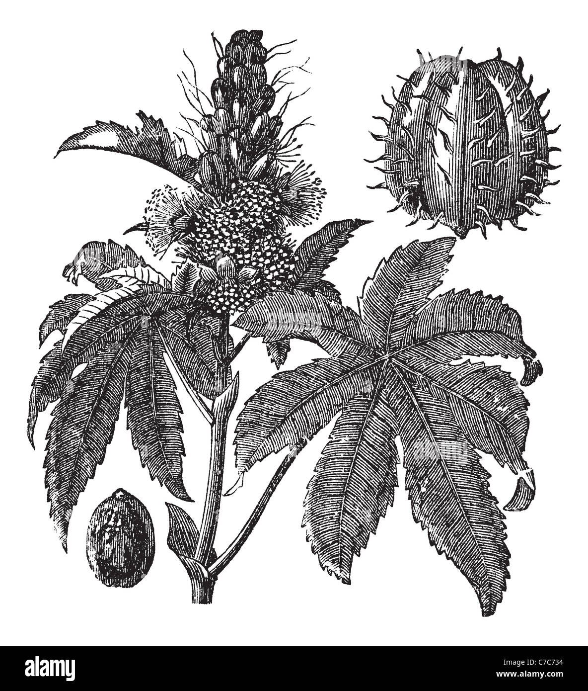 Palm of christ hi-res stock photography and images - Alamy