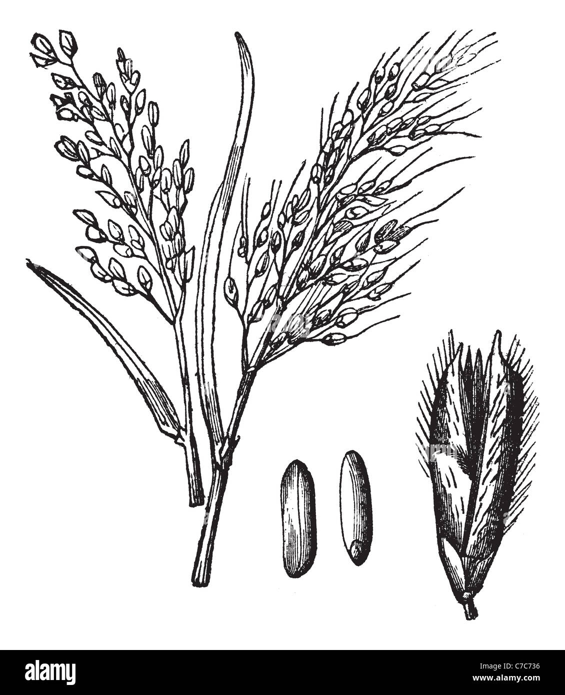 Asian Rice or Rice, vintage engraving. Old engraved illustration of ...