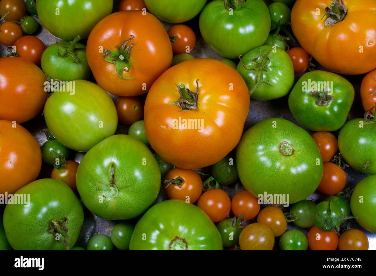 Various Stages of Ripening Tomatoes - Red Green Stock Photo - Alamy