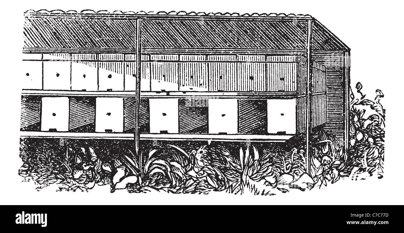 Apiary or Bee yard, vintage engraving. Old engraved illustration of ...