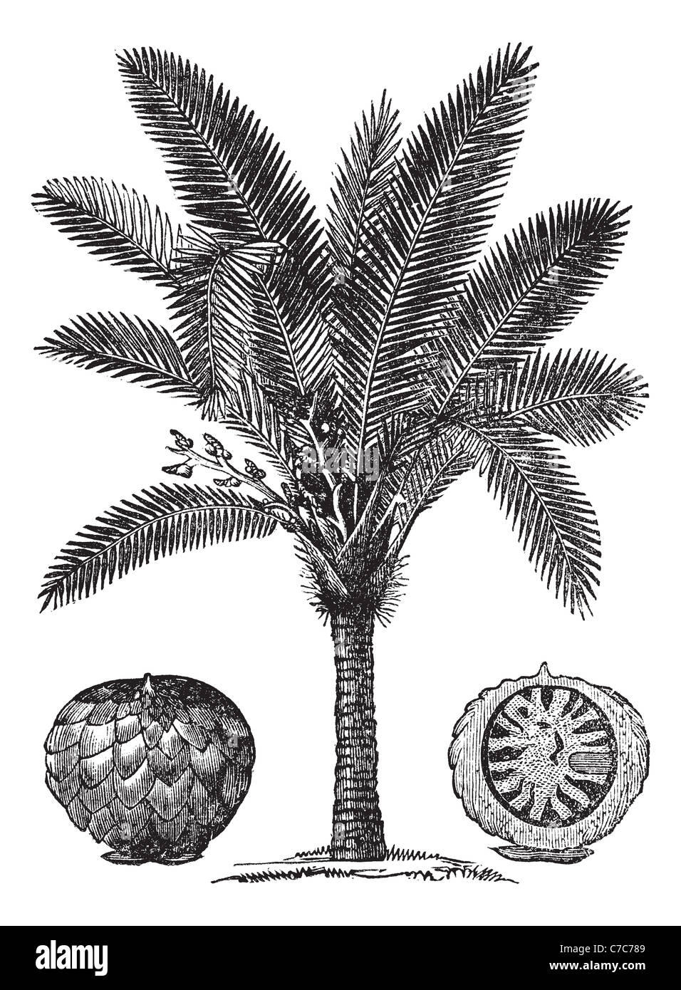 Sago Palm or Metroxylon sagu, vintage engraving. Old engraved ...