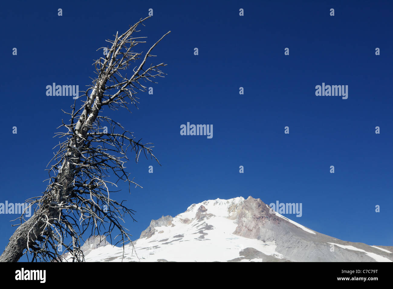 Lone Dried Tree High Resolution Stock Photography and Images - Alamy
