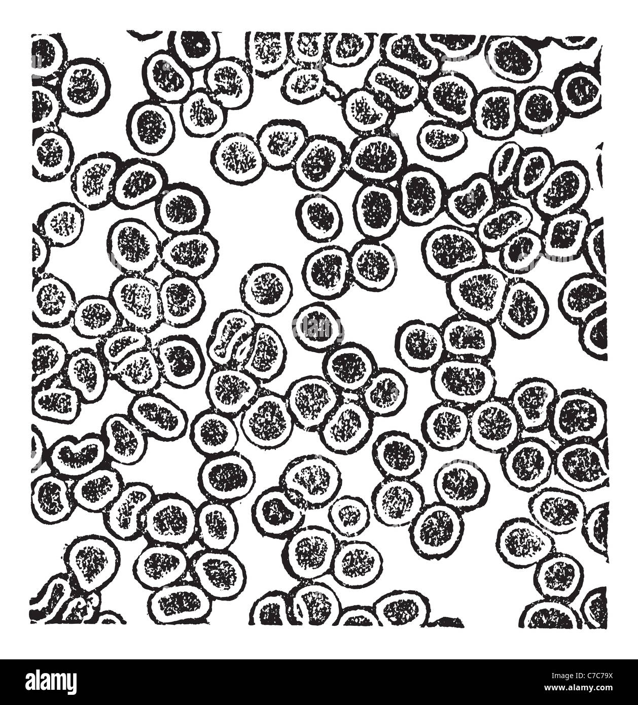 Red blood cells or Erythrocytes, vintage engraving. Old engraved ...