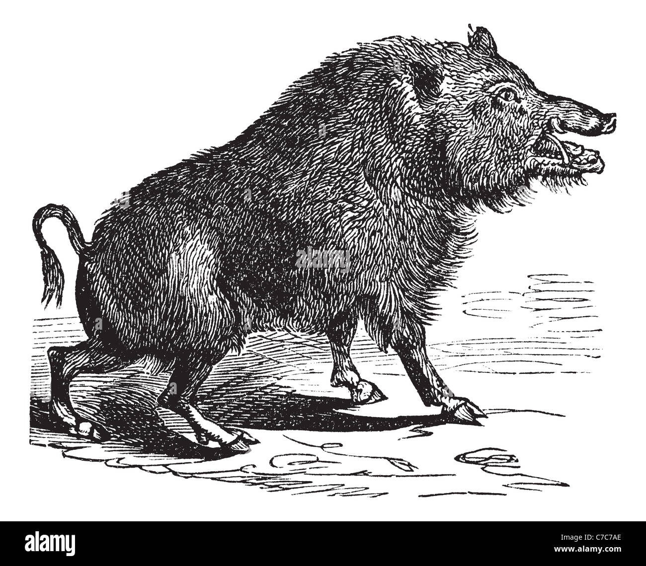 Illustration wild boar hi-res stock photography and images - Alamy