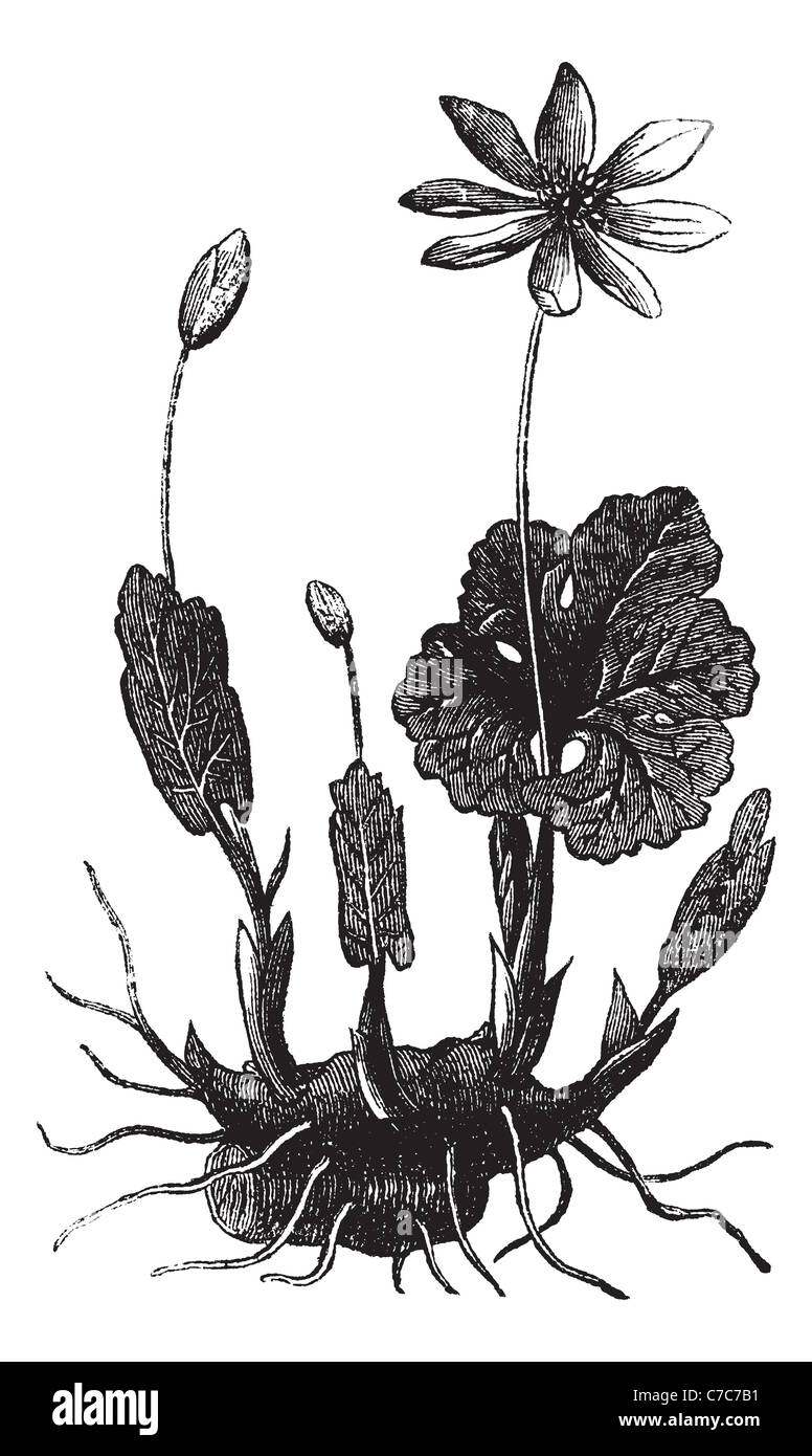 Illustration of the bloodroot hi-res stock photography and images - Alamy