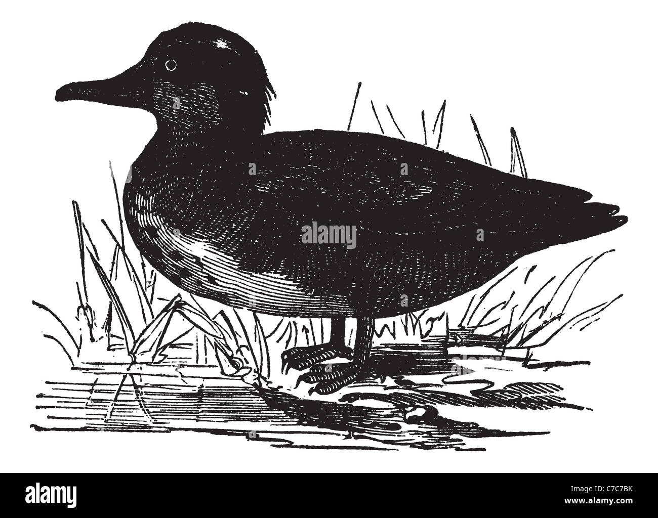 Anas crecca drawing Cut Out Stock Images & Pictures - Alamy