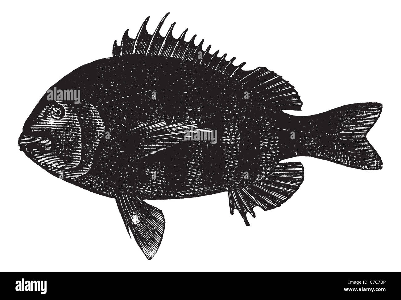 Sheepshead fish hi-res stock photography and images - Alamy